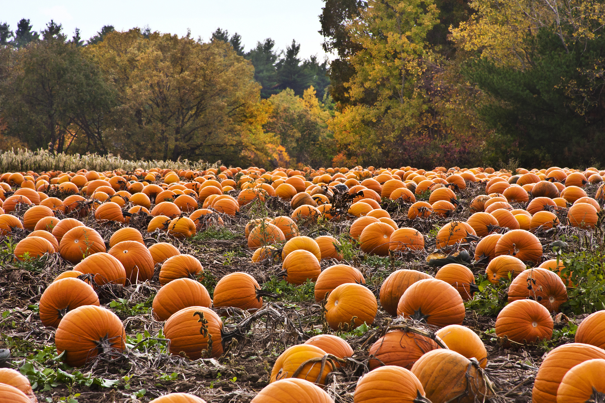 West-London-Pumpkin Patch | Autism Ontario