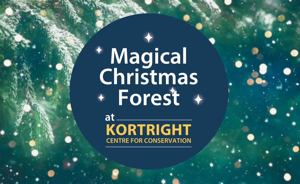 Central East – Woodbridge – Magical Christmas Forest | Autism Ontario